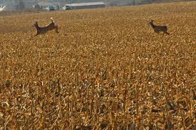 DEER FORUM HELD